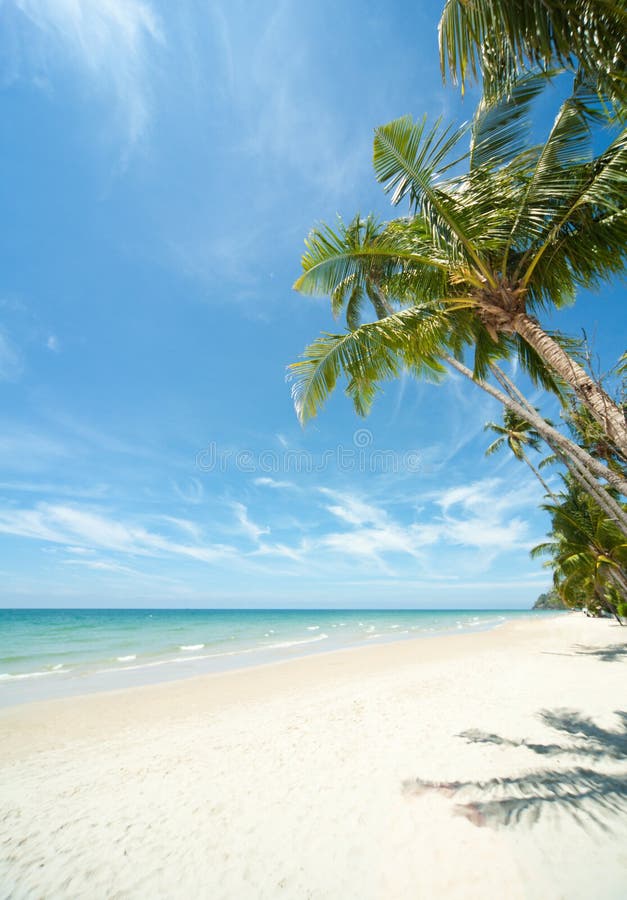 Relaxing Under a Palm Trees on Loneliness Beach Stock Photo - Image of ...