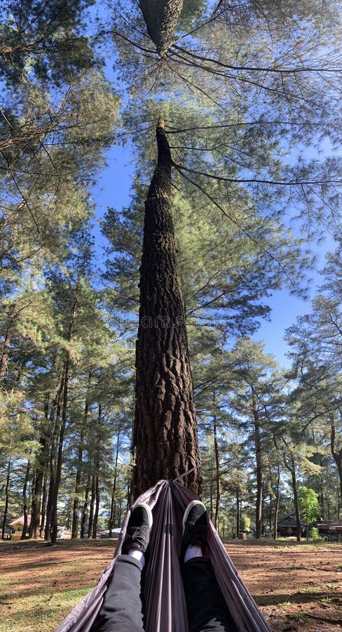 Relaxing under a pine tree stock photo. Image of trunk - 261822008