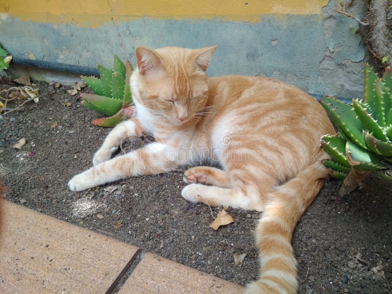 Relaxing under shadow stock image. Image of shadow, 1year - 91889855