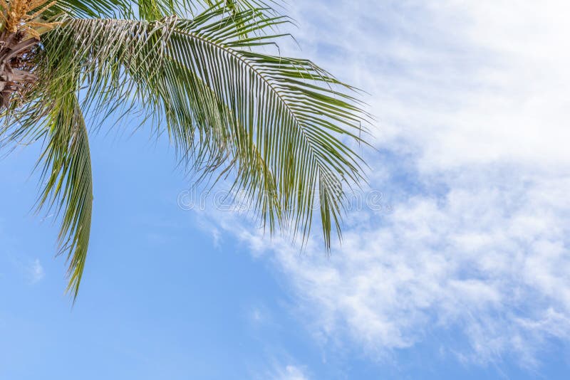 Relaxing View Point from Under the Coconut Tree with Blue Sky Ba Stock ...