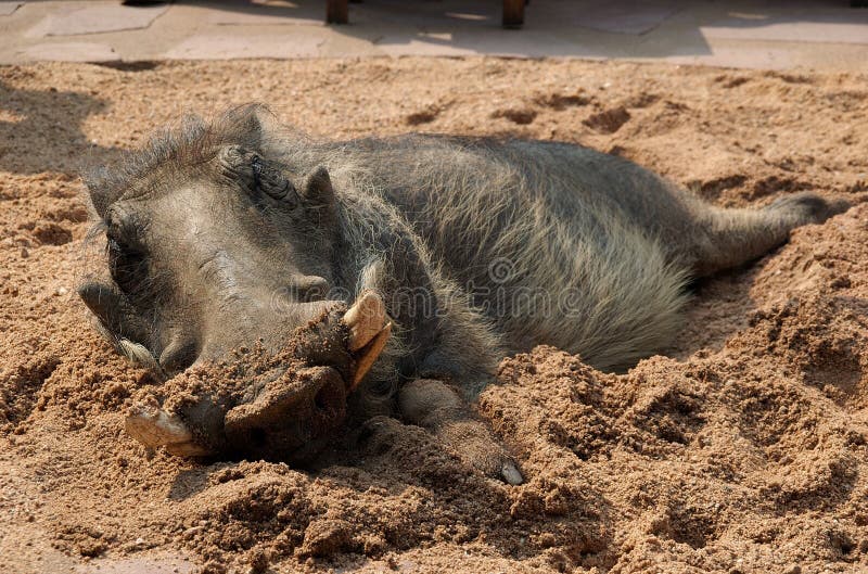 Relaxing warthog stock photo. Image of digs, mammal, killer - 1010582