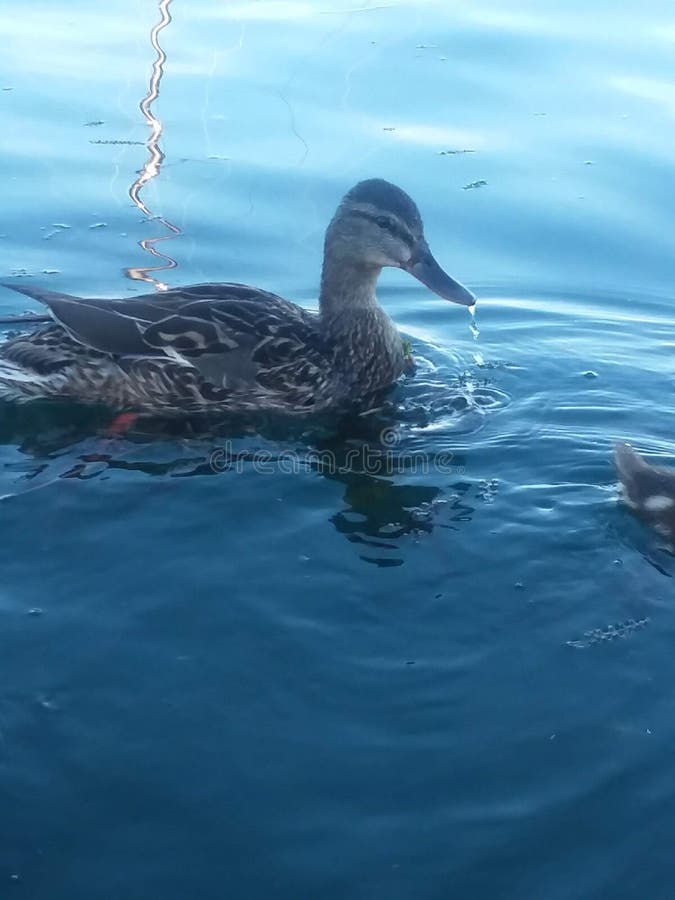 Relaxing Waters, Duck stock photo. Image of blue, paradise - 211029846