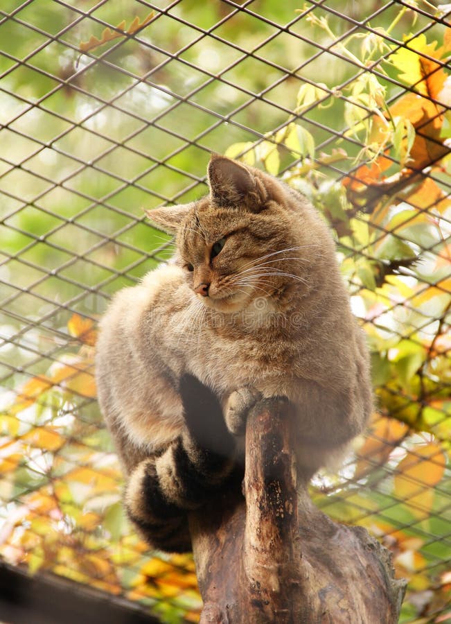 Relaxing wildcat stock image. Image of hairy, downy, cute - 78729307