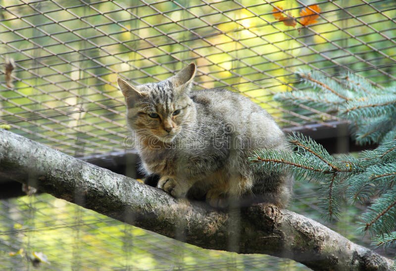 Relaxing wildcat stock photo. Image of cute, cage, fluffy - 129738546