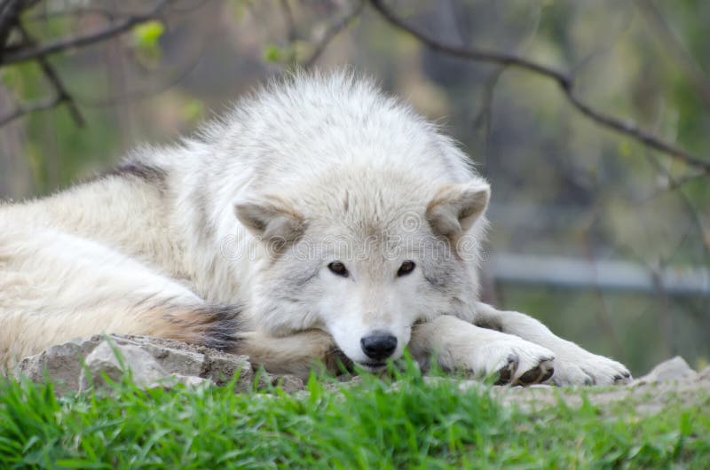 Relaxing wolf stock photo. Image of food, furr, preator - 20118954