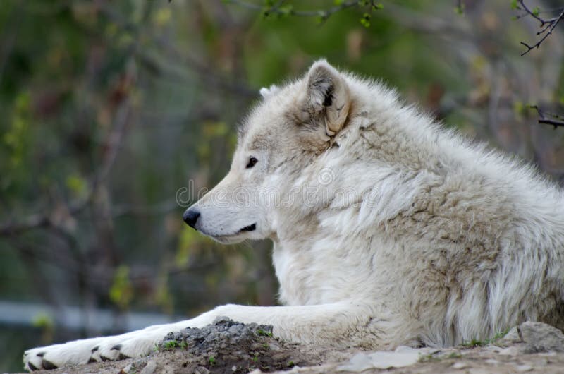 Relaxing wolf stock photo. Image of claws, grass, paws - 20129164