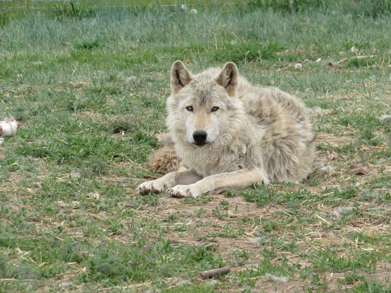 Relaxing wolf stock image. Image of preserve, wildlife - 99459695