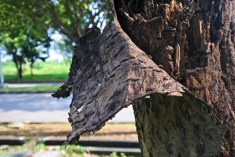 The Release of the Bark on the Dead Tree Stock Image - Image of spring ...
