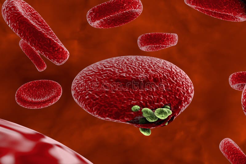 Plasmodium Merozoites Malaria Stock Illustration - Illustration of ...
