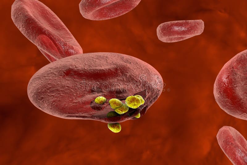 Release of Malaria Parasites from Red Blood Cell Stock Illustration ...
