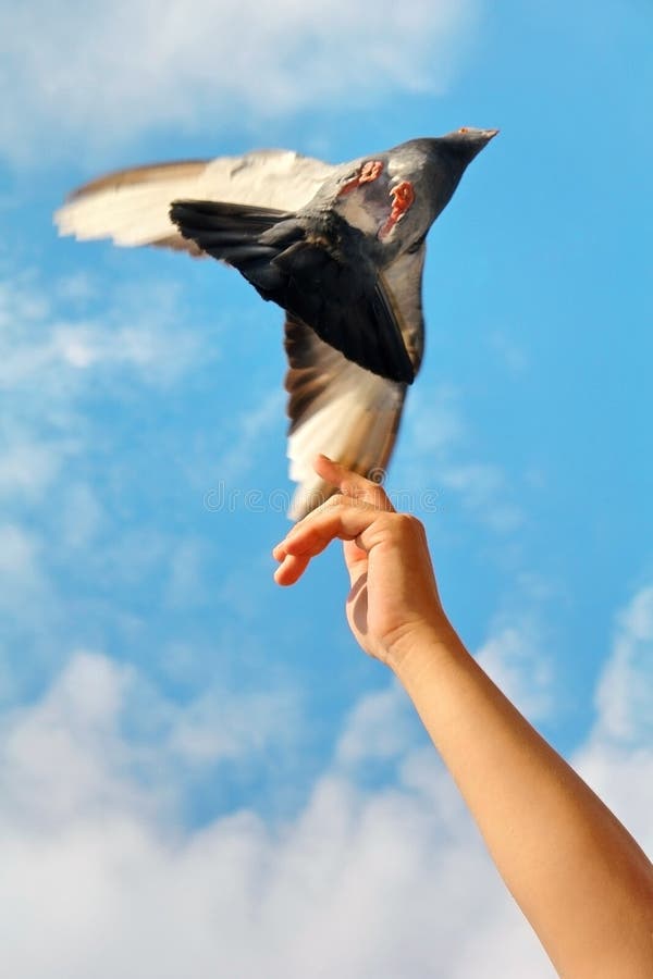 Releasing a Dove stock photo. Image of freedom, flight - 13130380