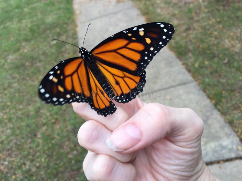 Butterfly taking flight stock photo. Image of garden, flutter - 5898778