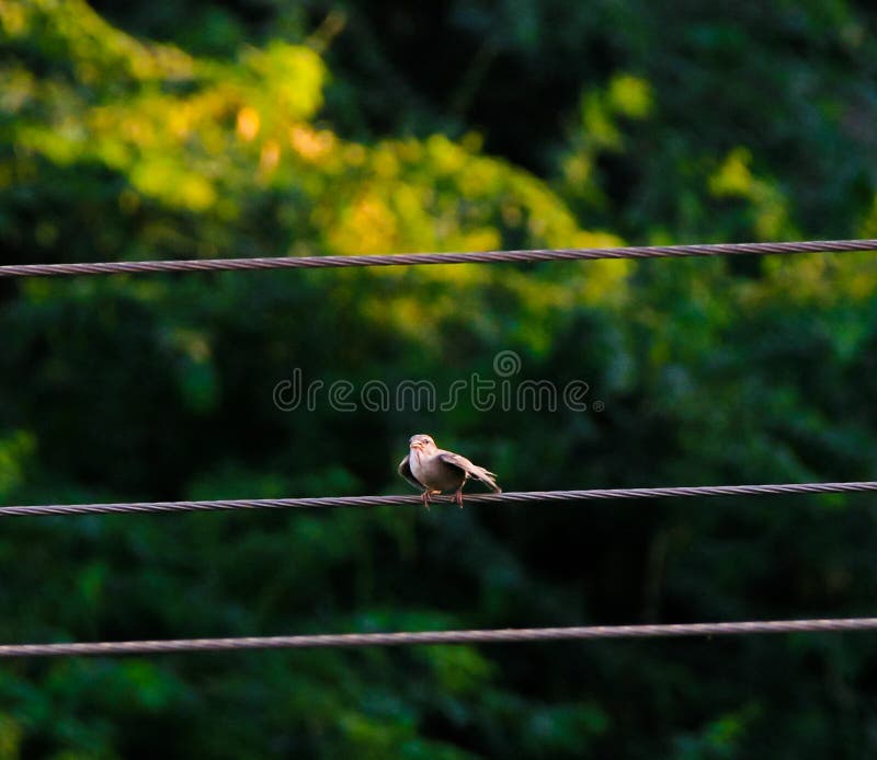 A Little Bird Rest at the Cable Stock Photo - Image of little, enjoy ...