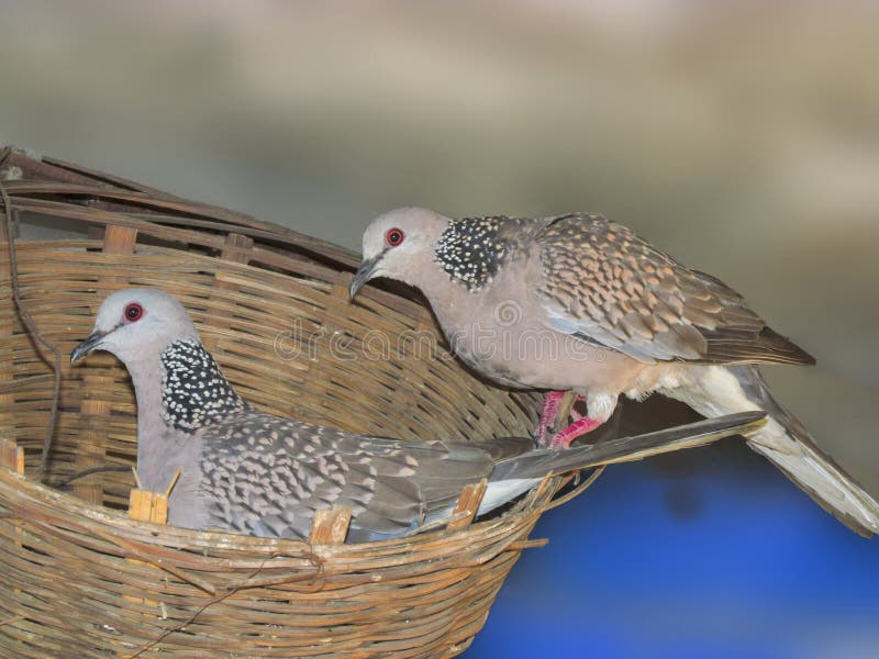 Confused Common Indian Dove Stock Photos - Free & Royalty-Free Stock ...