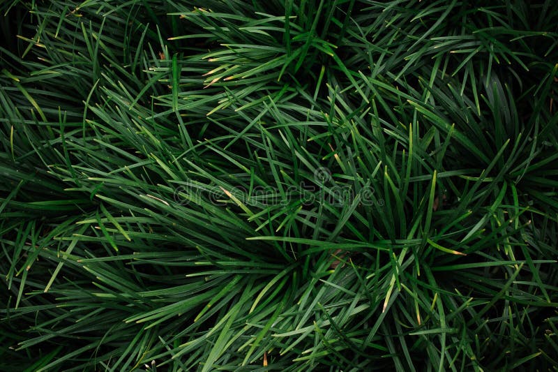 Reliable Grass Type Ground Covers - Ophiopogon Texture Stock Image ...