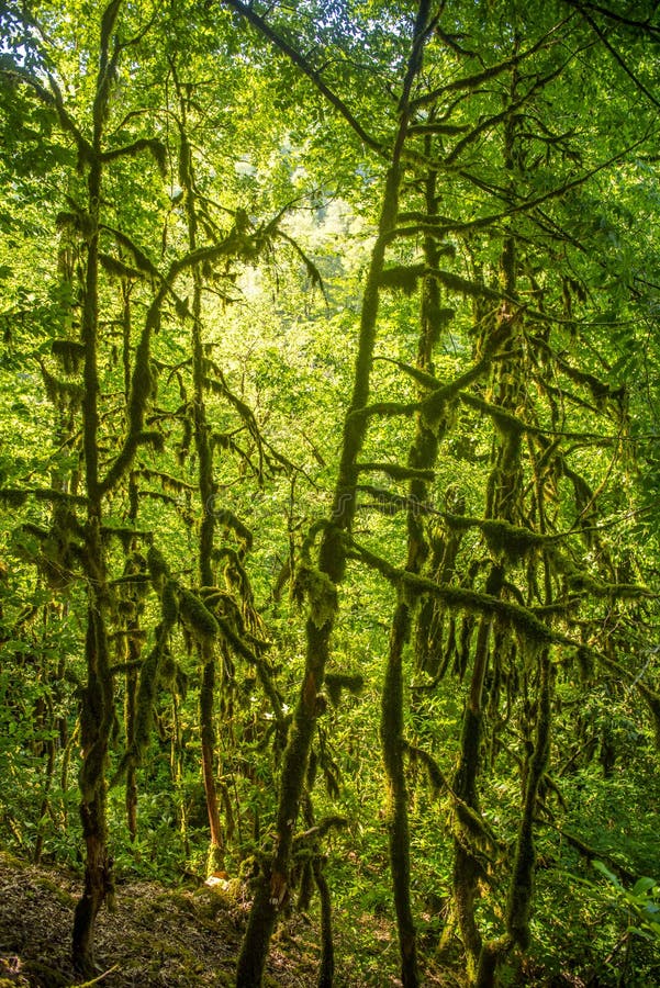 Beauty of the wild stock photo. Image of ecuador, peru - 191900886