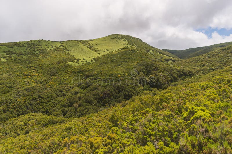 Relic forest of Madeira stock photo. Image of landscape - 189692124