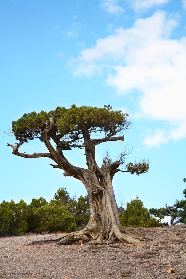 Relic Juniper Growing on Rock Stock Image - Image of landscape, blue ...