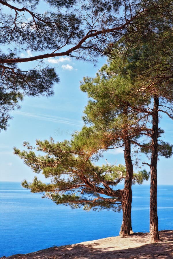 Relic Pine Trees on a Seacoast Cliff Beautiful Scenic Landscape Stock ...