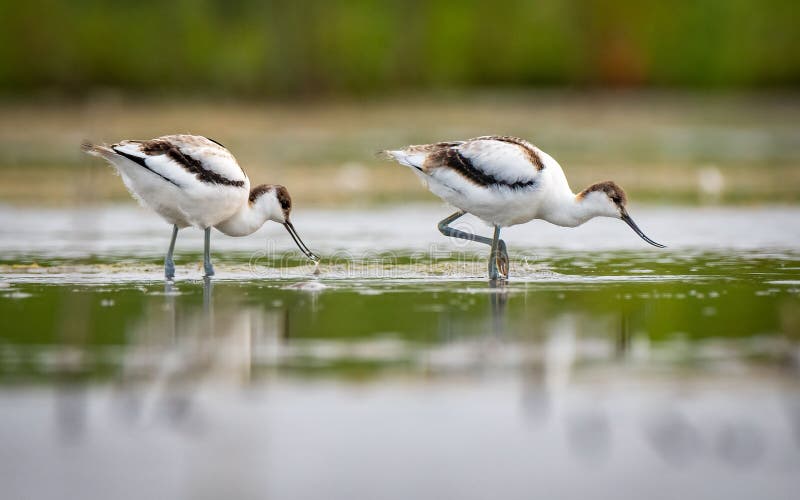 Relict Gull (Ichthyaetus Relictus) Drinking from the Swamp Stock Photo ...