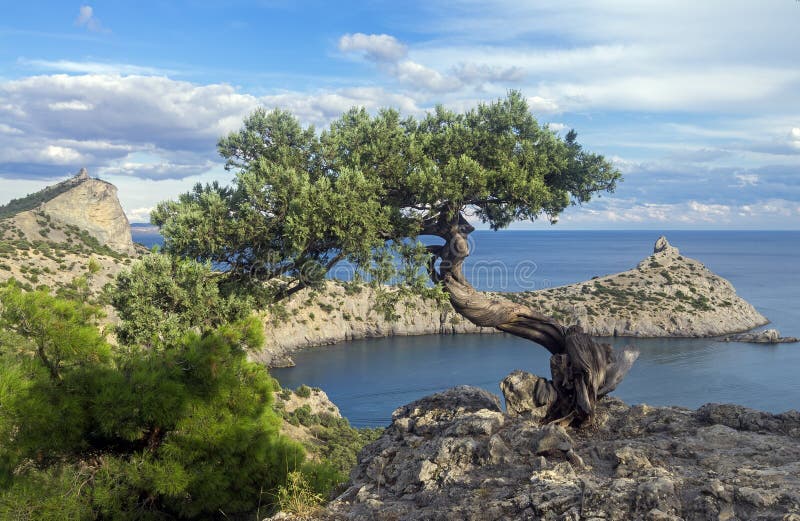 Relict Juniper Tree on a Cliff Above the Sea. Crimea. Stock Photo ...