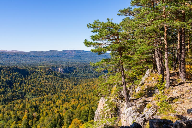 A Relict Pine Tree Grows on the Edge of the Mountain Plateau in ...