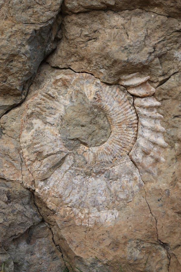 Relict shell stock photo. Image of swirl, shell, jurassic - 11139644