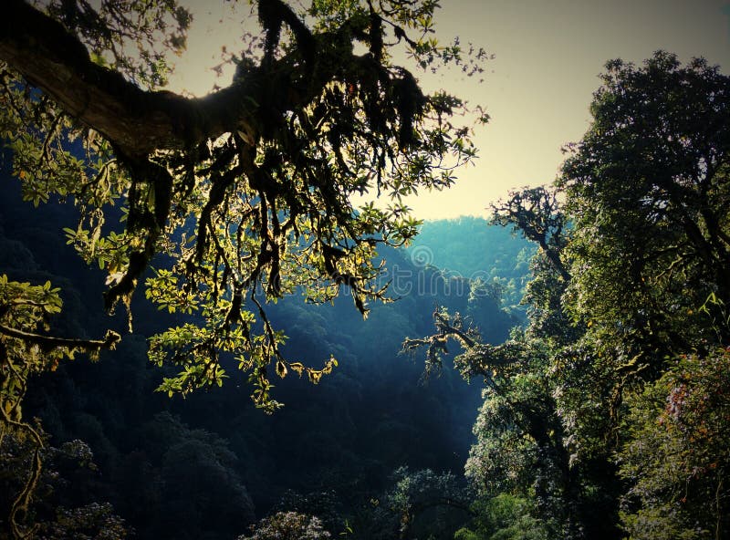 Relict Trees Rainforest at Sunlight Stock Photo - Image of relict ...