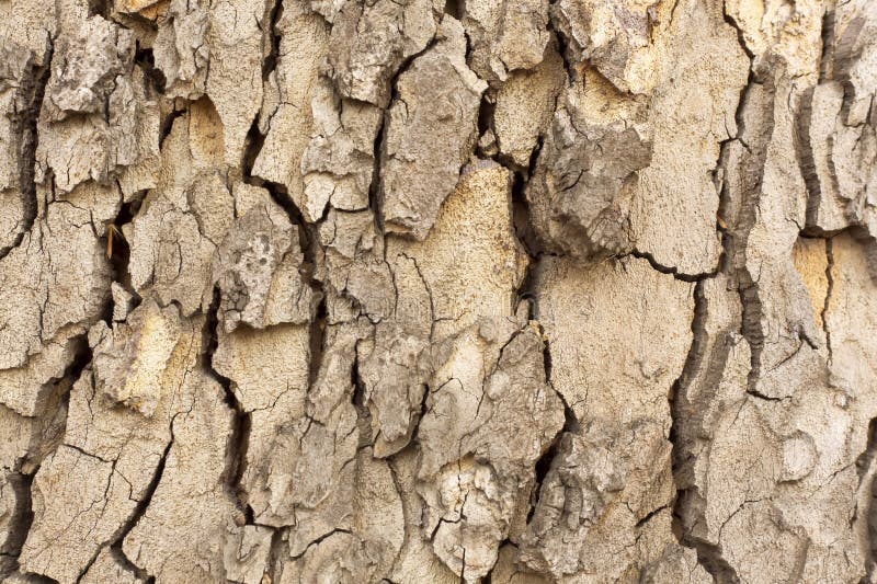 Tree bark texture stock photo. Image of dark, archaic - 357956990