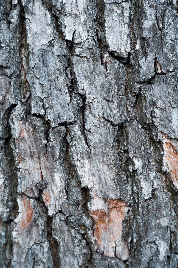Smooth Trunk of an Old Dried Knotty Tree with Peeling Bark Close-up ...