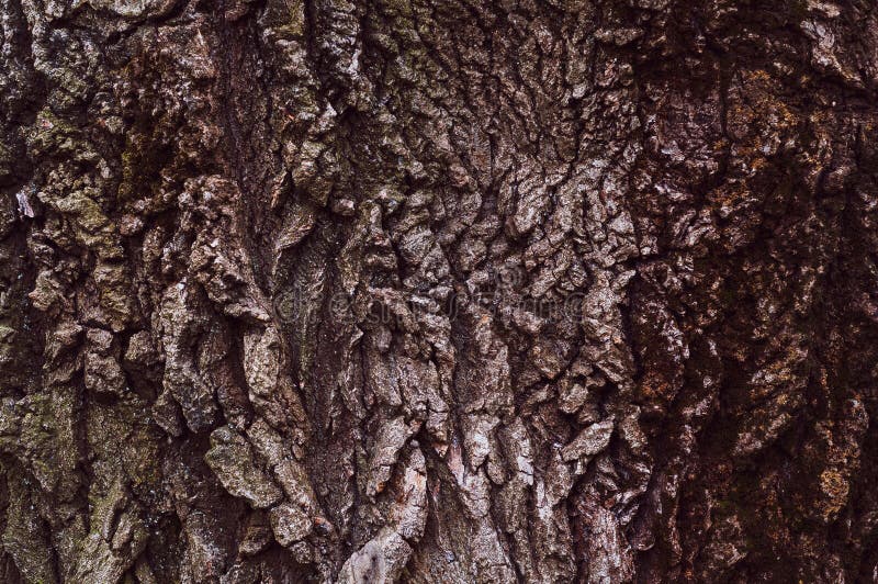 Smooth Trunk of an Old Dried Knotty Tree with Peeling Bark Close-up ...