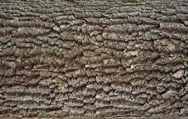 Relief Texture of the Brown Bark of a Tree with Green Moss on it ... Relief Texture of the Brown Bark of a Tree with Green Moss on it ...