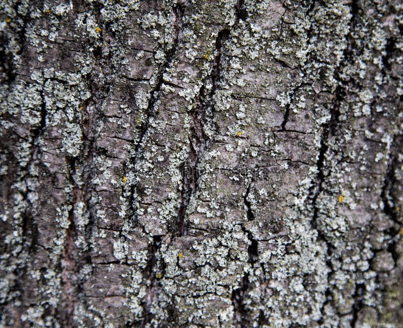 Relief Texture Background of the Brown Bark of a Tree. Wallpaper for ... Relief Texture Background of the Brown Bark of a Tree. Wallpaper for ...