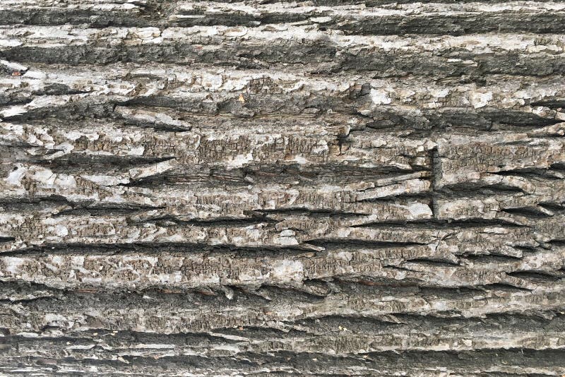 Bark Oak Background Texture, Gray Brown Bark Stock Photo - Image of ...