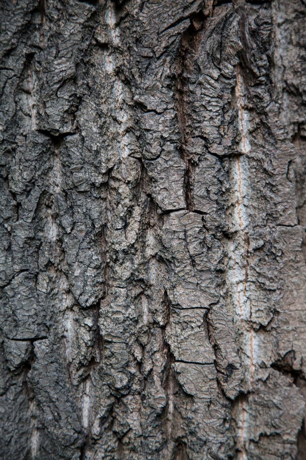 Vertical Photo of Large Cracks in the Tree Bark Stock Photo - Image of ...