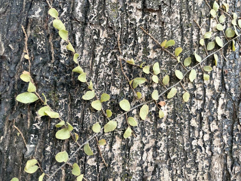 Relief Texture of Black Tree Bark with Mushroom Plants on it Stock ...