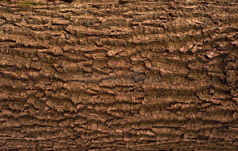 Relief Texture of the Brown Bark of a Tree with Green Moss on it ... Relief Texture of the Brown Bark of a Tree with Green Moss on it ...