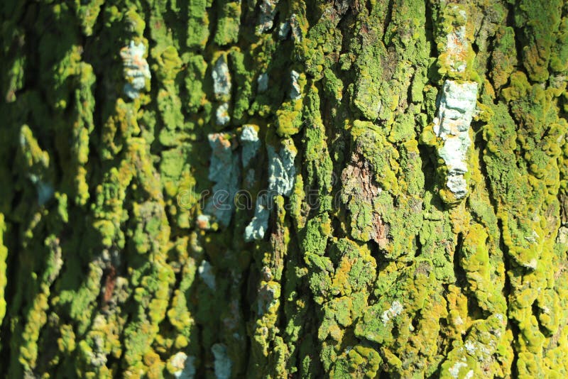 Relief Texture of the Brown Bark of a Tree with Green Moss on it ... Relief Texture of the Brown Bark of a Tree with Green Moss on it ...