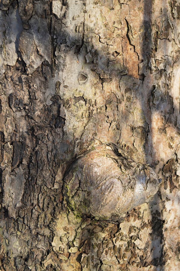 Relief Texture of the Brown Bark of a Tree .Tree Bark Texture. Relief ... Relief Texture of the Brown Bark of a Tree .Tree Bark Texture. Relief ...