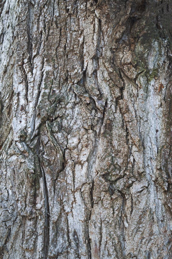 Relief Texture of the Brown Bark of a Tree .Tree Bark Texture. Relief ... Relief Texture of the Brown Bark of a Tree .Tree Bark Texture. Relief ...
