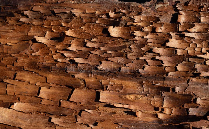 Relief Texture of Brown Tree Bark.Relief Creative Background of the Old ... Relief Texture of Brown Tree Bark.Relief Creative Background of the Old ...