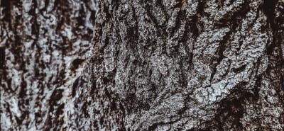 Relief Texture of the Dark Brown Bark of a Tree. Horizontal Photo of a ...