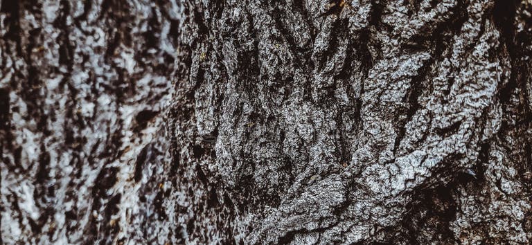 Relief Texture of the Dark Brown Bark of a Tree. Horizontal Photo of a ...