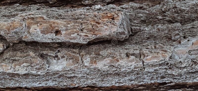 Relief Texture of the Dark Brown Bark of a Tree. Horizontal Photo of a ...