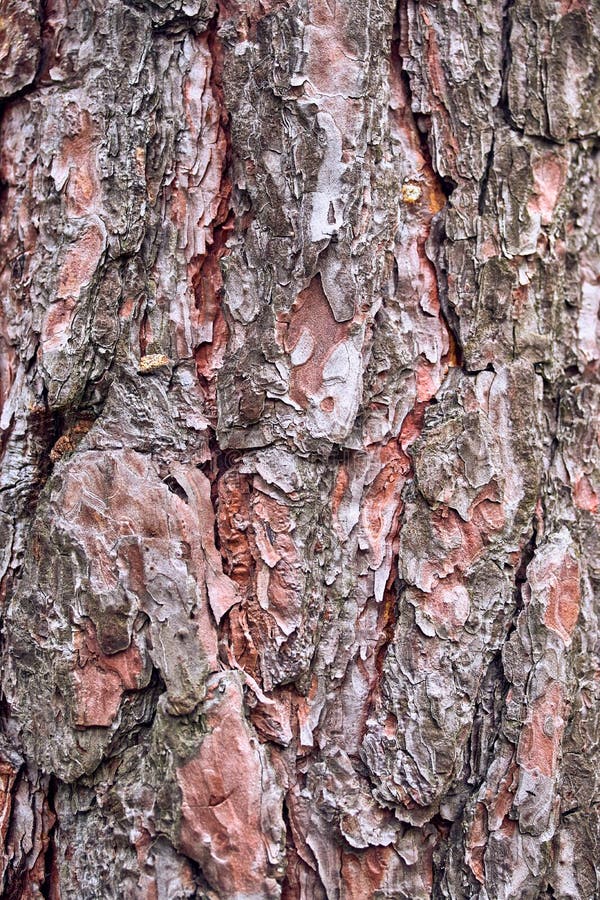 3,612 Seamless Pine Bark Texture Stock Photos - Free & Royalty-Free ...