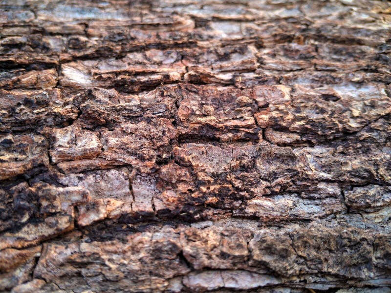 The Relief Texture of the Tree Bark is Brown Stock Image - Image of ...