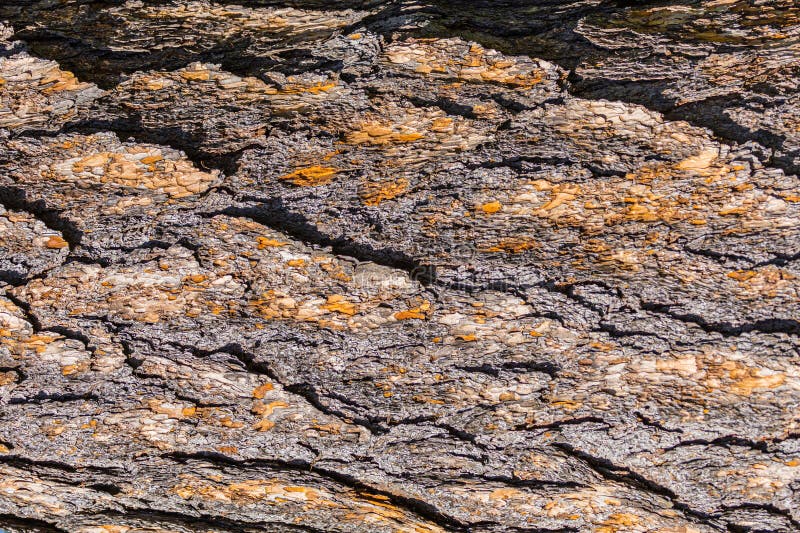 Relief Texture of Tree Bark. Relief Creative Texture of Old Oak Bark ...