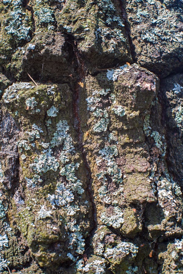 Relief Texture of Tree Old Bark Close-up in the Forest. Natural ...