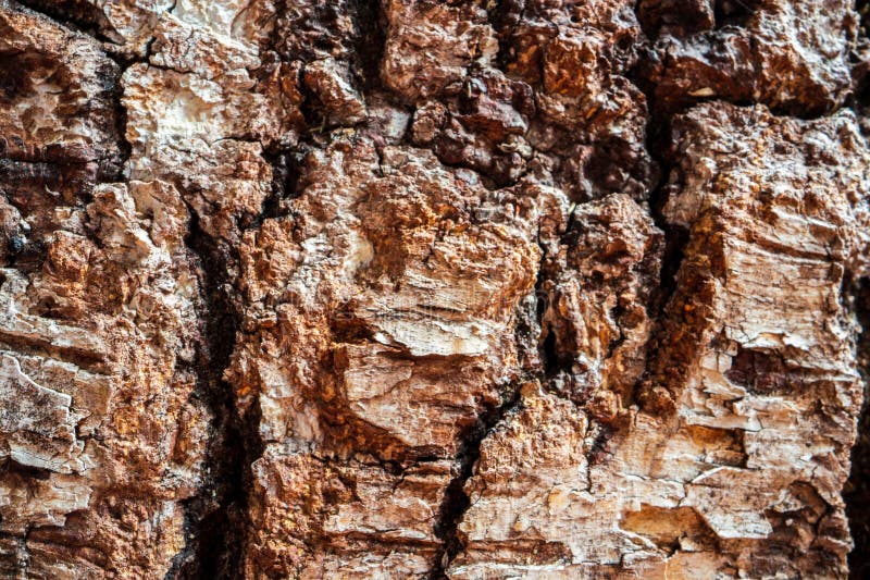 Relief Texture of Tree Old Bark Close-up in the Forest. Natural ...