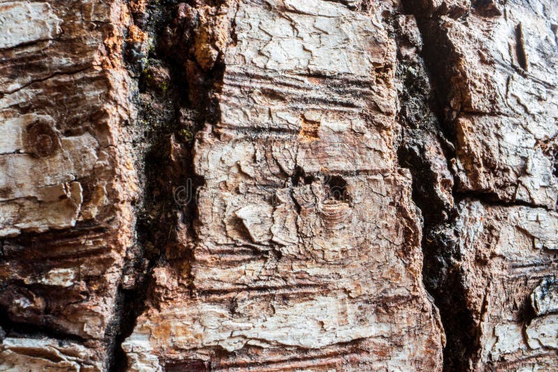 Relief Texture of Tree Old Bark Close-up in the Forest. Natural ...
